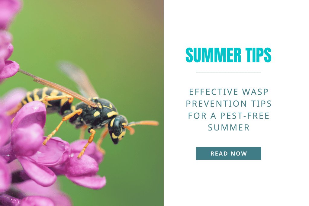 Effective Wasp Prevention Tips for a Pest-Free Summer – EZ SHRINK WRAPPING